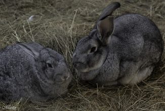 American Chinchilla Rabbit
